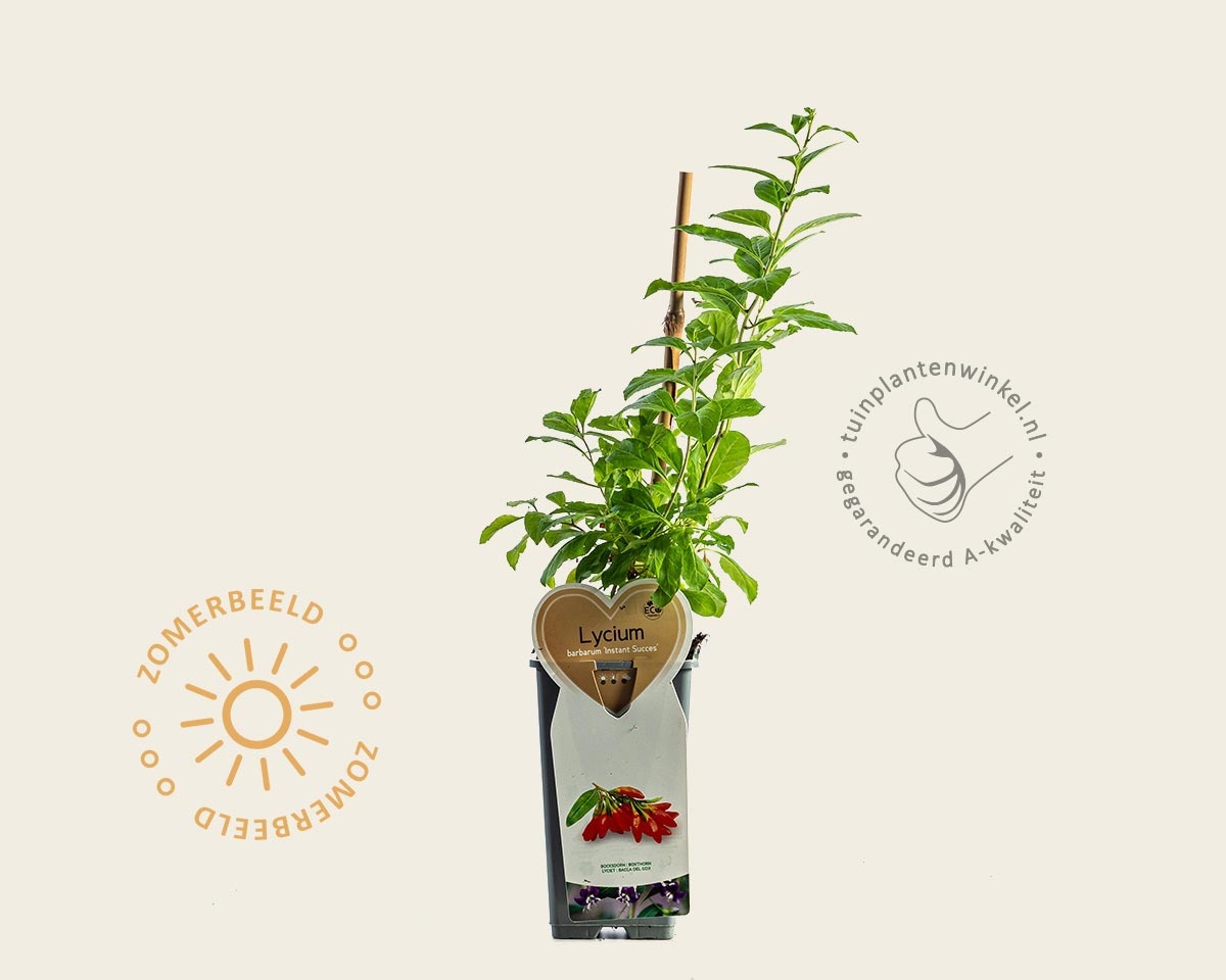 Lycium barbarum 'Instant Succes' kopen | Gojibes of Boksdoorn