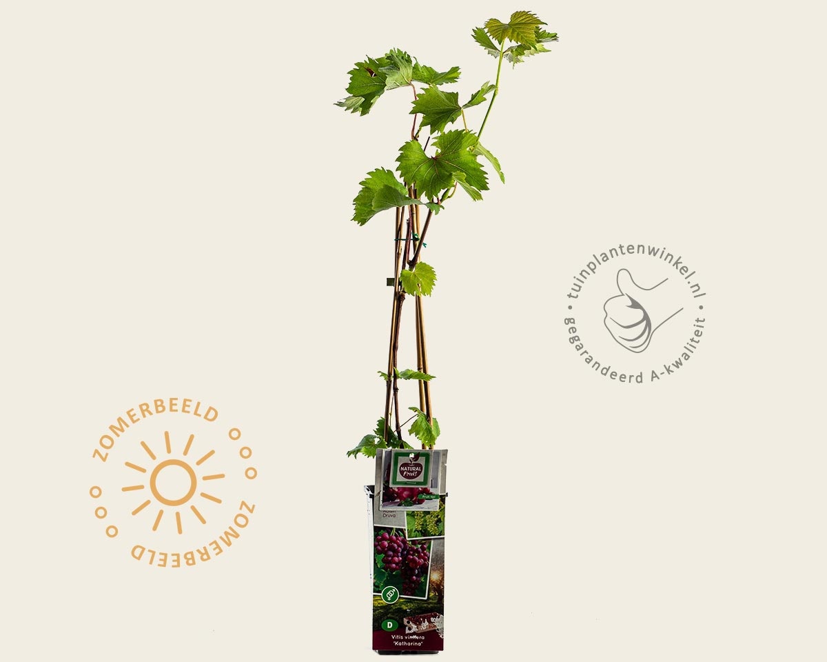 Vitis vinifera 'Katharina' kopen | Rode of roze druif