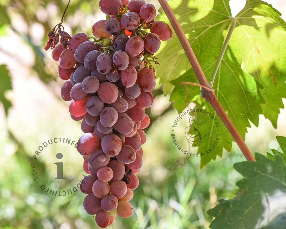 Vitis vinifera 'Katharina' kopen | Rode of roze druif