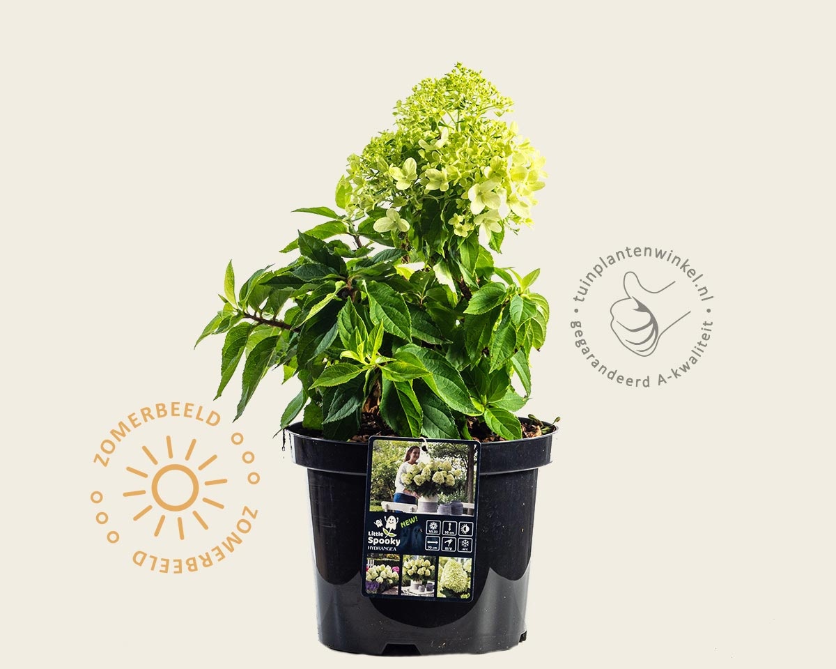 Hydrangea paniculata 'Little Spooky' kopen | Pluimhortensia