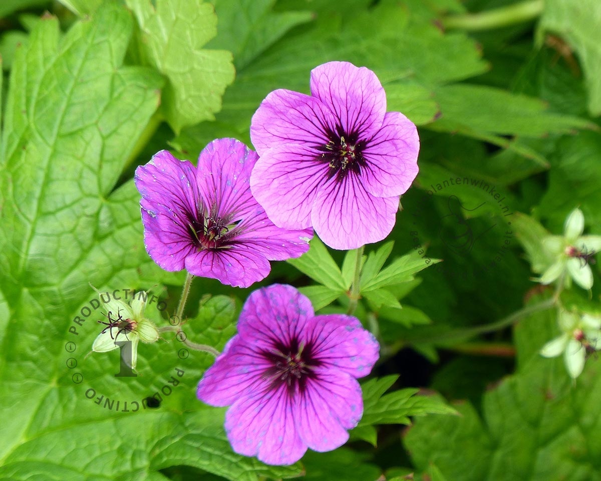 Geranium 'Pink Penny' kopen | Ooievaarsbek