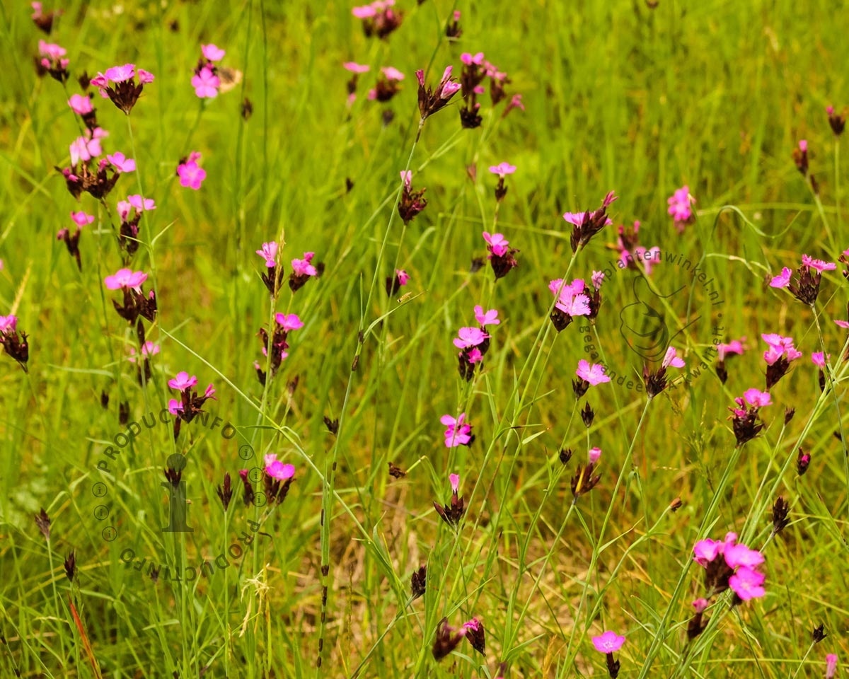 Dianthus carthusianorum kopen | Kartuizer anjer