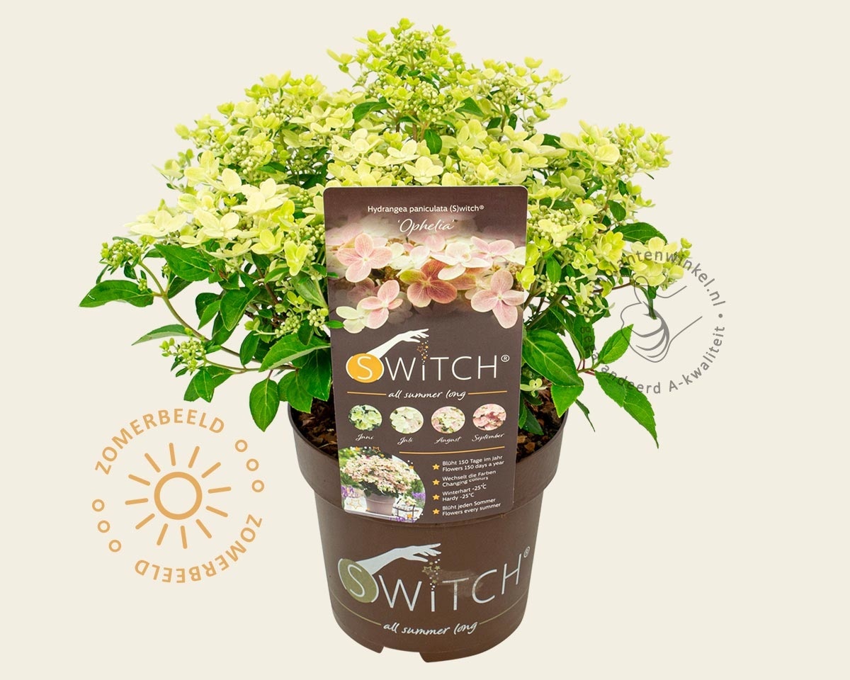 Hydrangea paniculata Switch 'Ophelia' kopen | Pluimhortensia