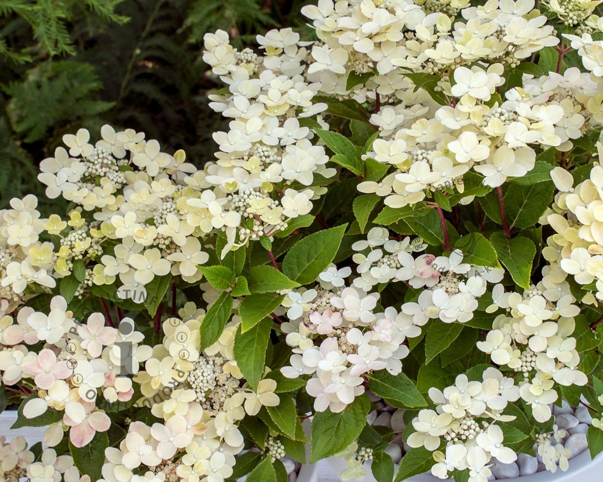 Hydrangea paniculata Switch 'Ophelia' kopen | Pluimhortensia