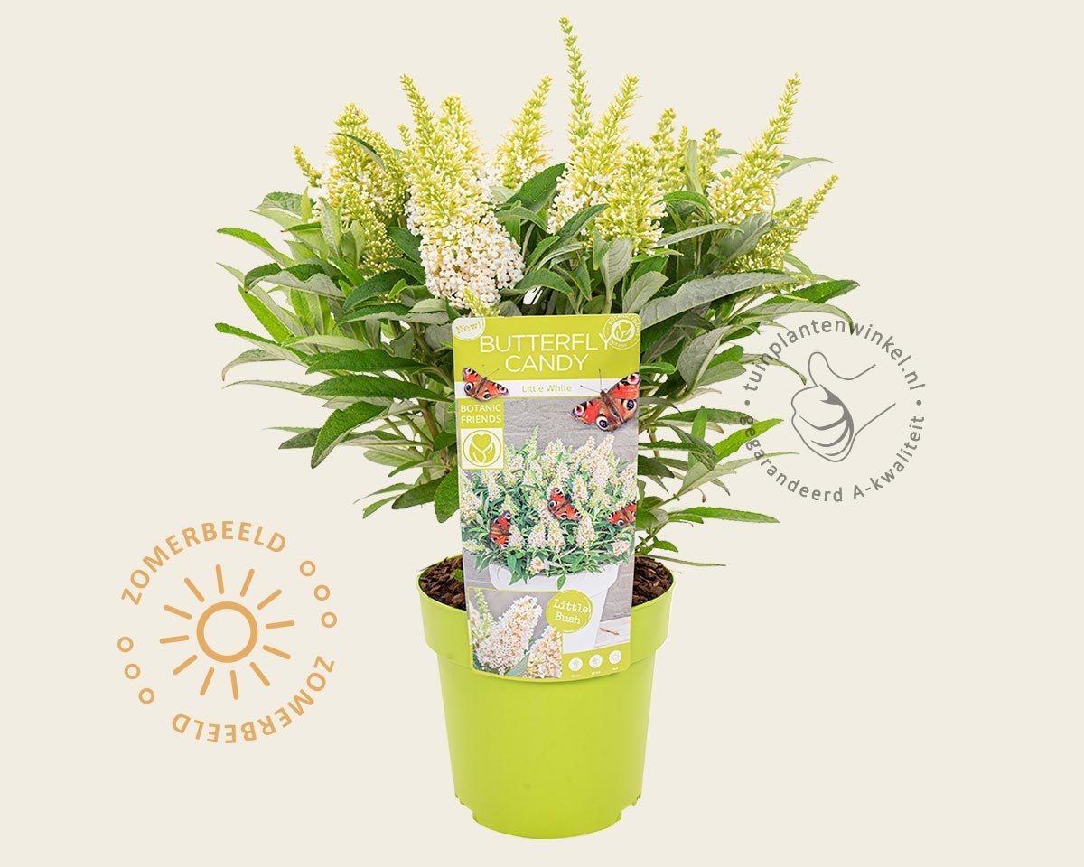 Buddleja Butterfly Candy 'Little White' kopen | Dwergvlinderstruik
