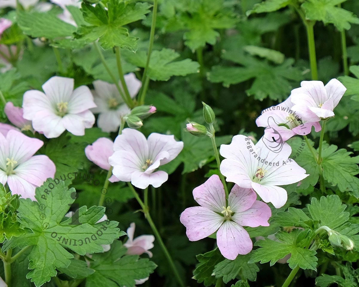 Geranium 'Dreamland' kopen | Ooievaarsbek