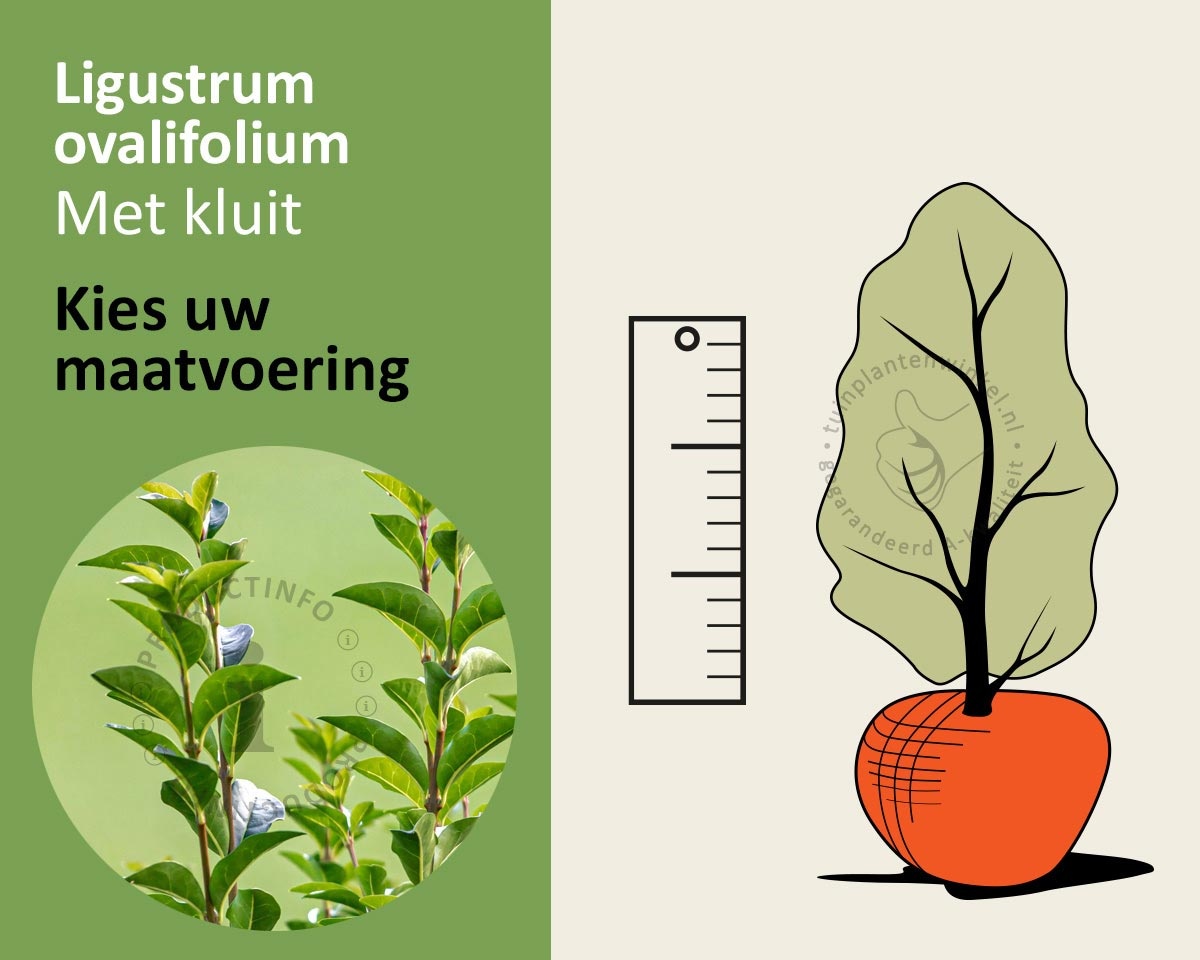 Ligustrum ovalifolium - kluit kopen | Haagliguster