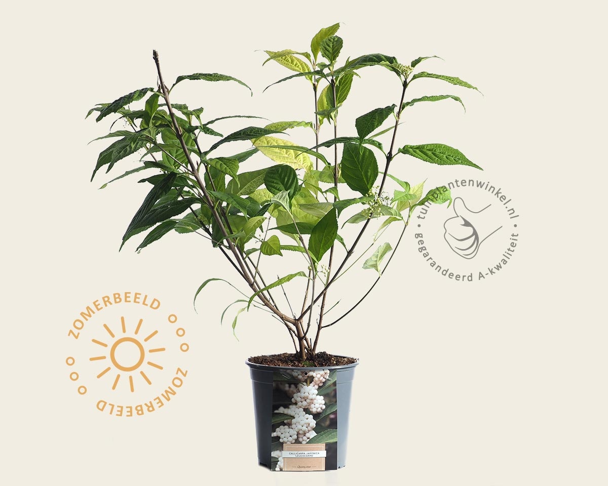 Callicarpa japonica 'Leucocarpa' | Japanse Schoonvrucht ...