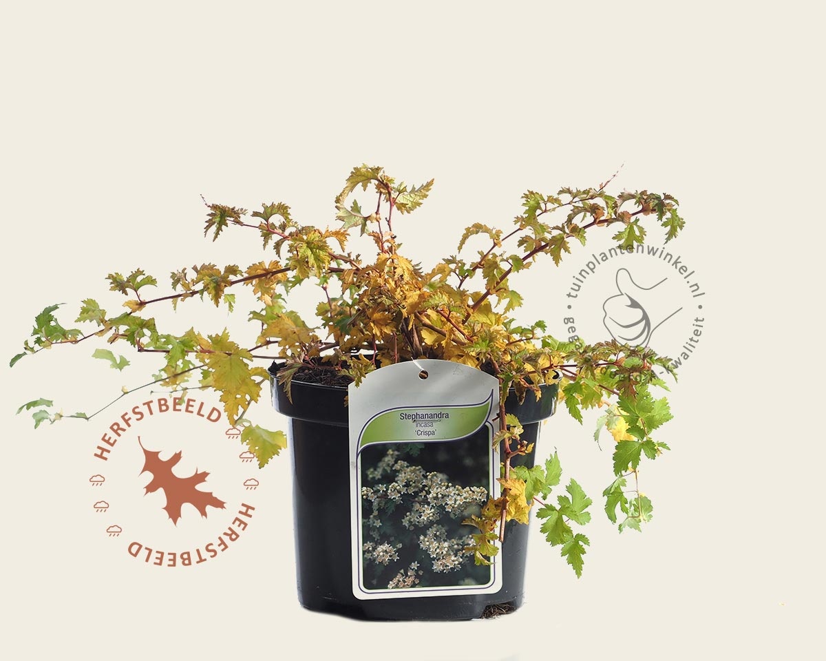 Stephanandra incisa 'Crispa' kopen | Kransspirea