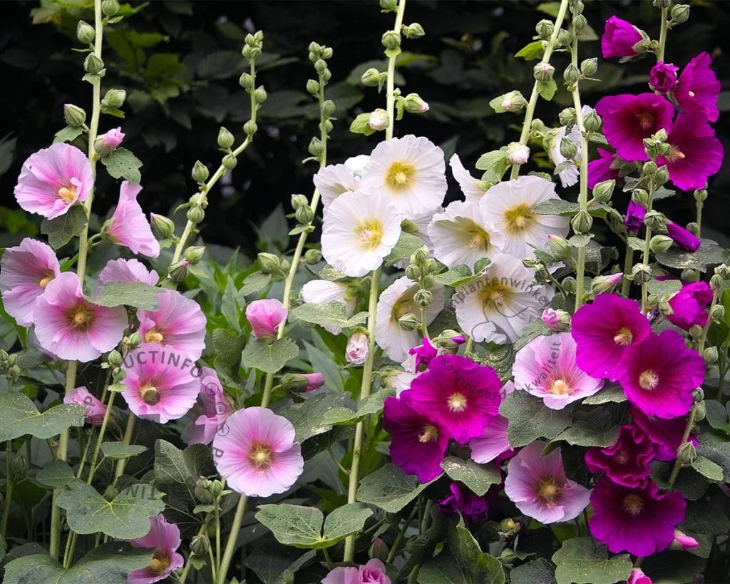 Alcea rosea kopen | Stokroos