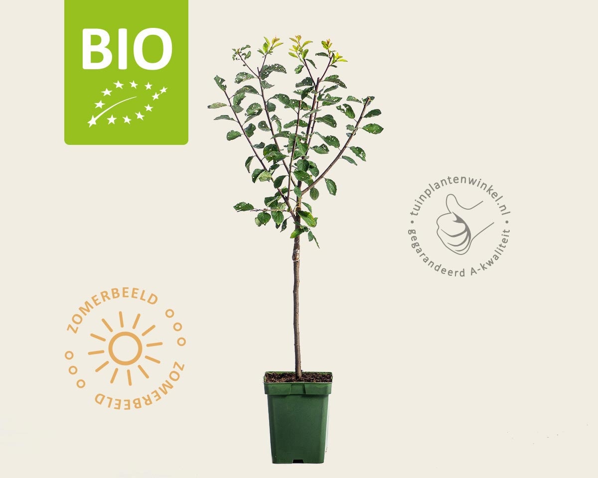 Prunus domestica 'Czar' BIO - mini | Tuinplantenwinkel.nl