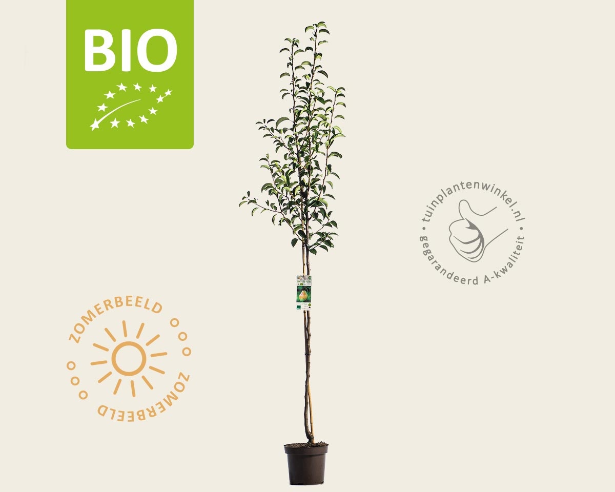 Pyrus communis 'Williams' BIO - halfstam | Tuinplantenwinkel.nl