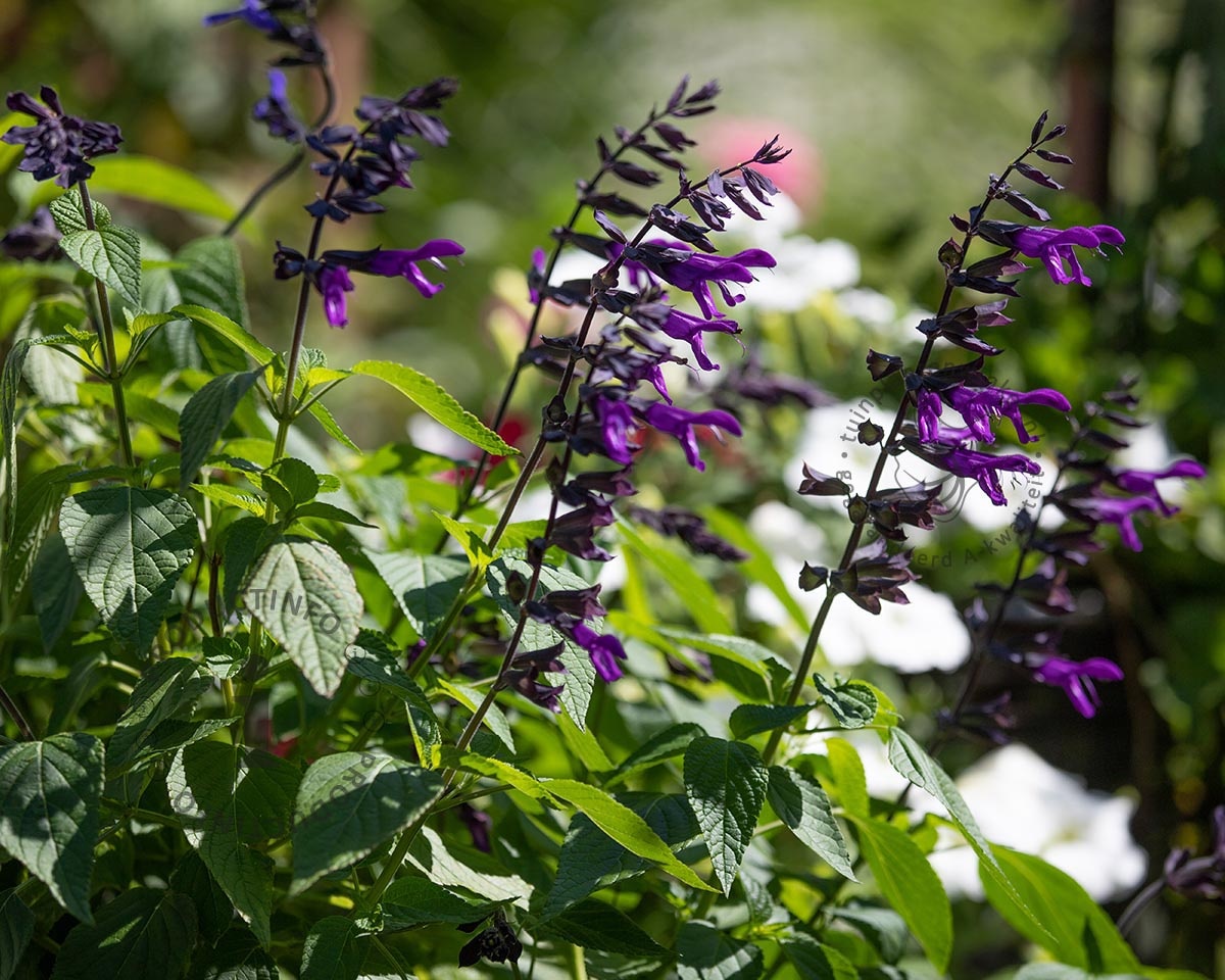 Salvia ‘Amistad’ kopen | Salie