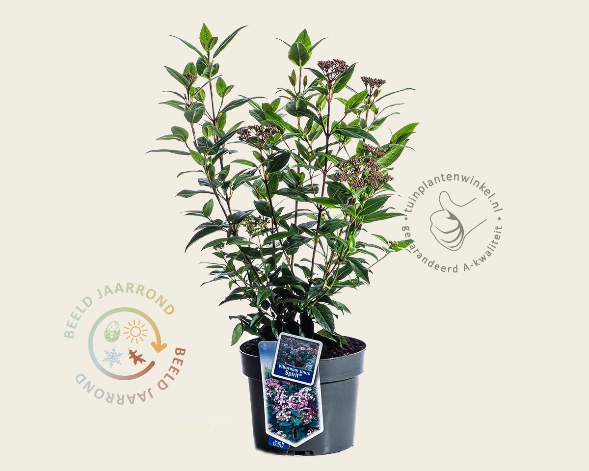 Viburnum tinus 'Spirit' kopen | Sneeuwbal