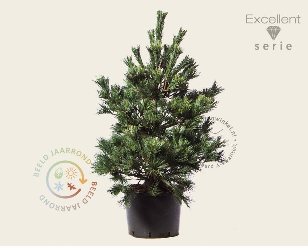 Pinus strobus 'Macopin' 080/100 - Excellent | Tuinplantenwinkel.nl