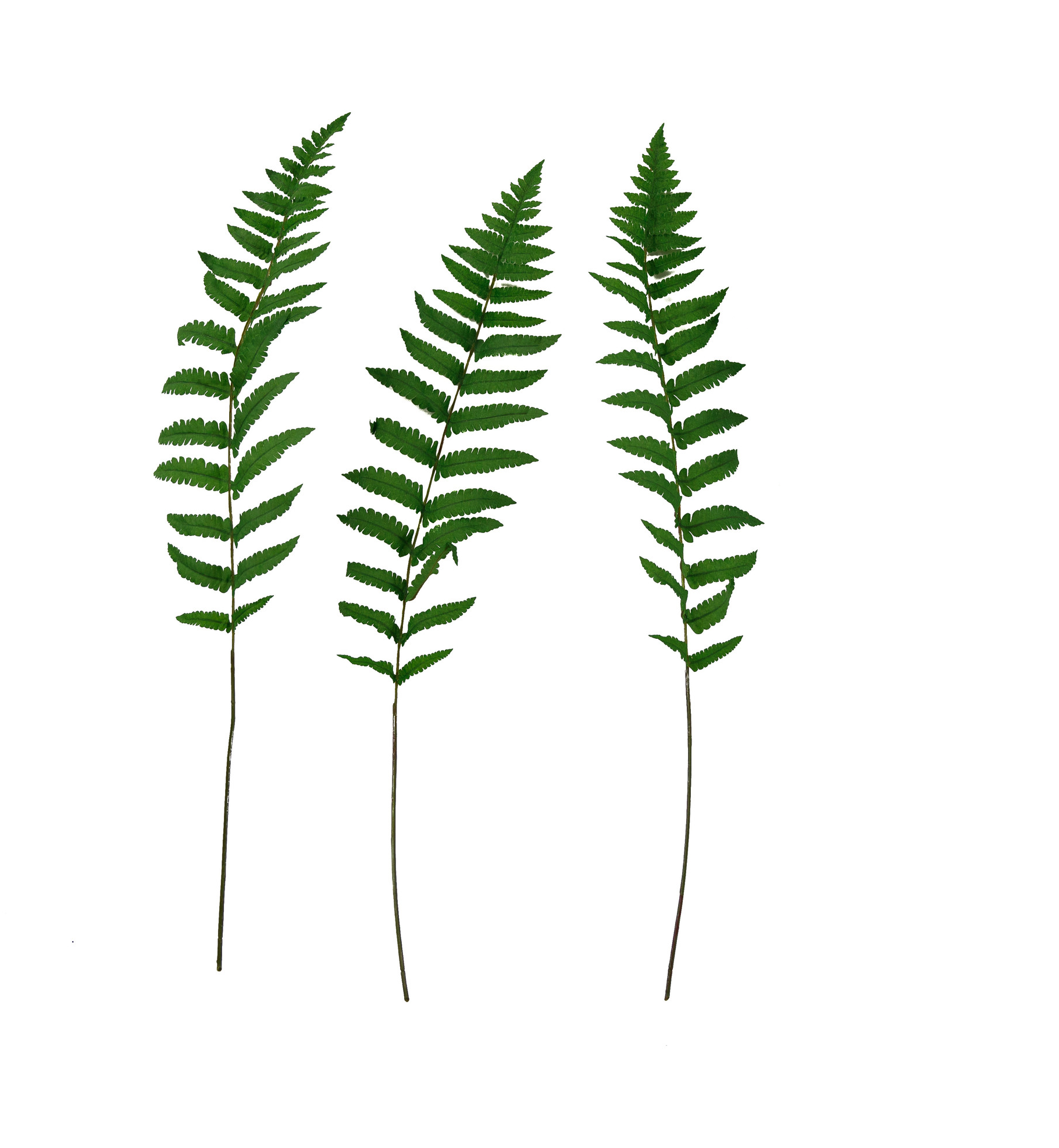 Stalker High Quality Artificial Long Silk Ferns (3-Pieces) - Skirmshop