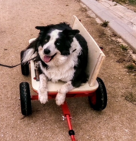 Bolderkarren die geschikt zijn voor honden - Bolderkar-shop