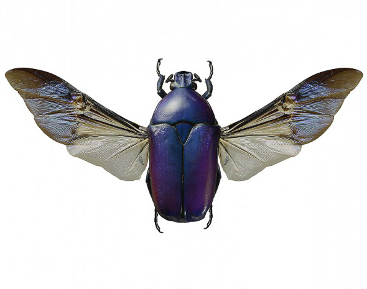 Macrofoto poster print photo Scarab 30x40cm | North Sea Design - NORTH ...