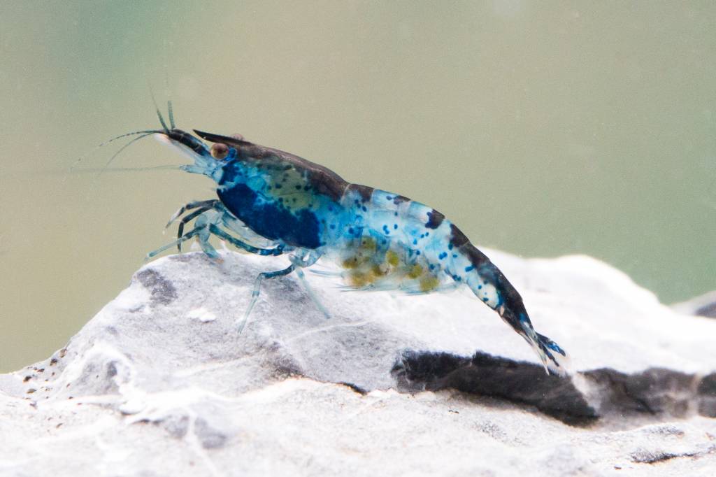 Neocaridina davidi var. Carbon Rili - Carbon Rili Zwerggarnelen ...