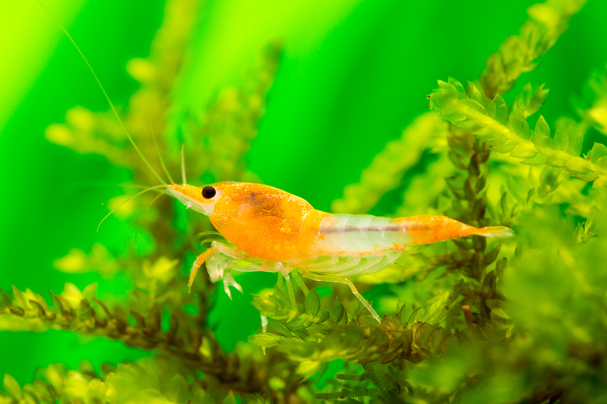 Orange Rili - Neocaridina davidi var. rili | Garnelenmarkt.ch