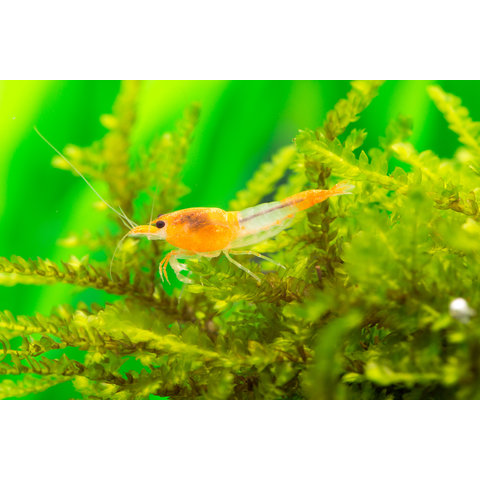Orange Rili - Neocaridina davidi var. rili | Garnelenmarkt.ch