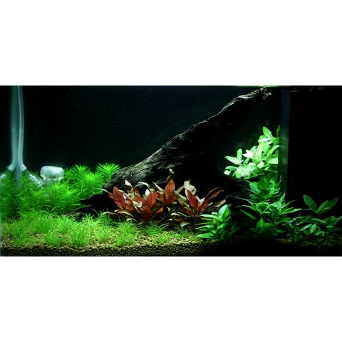 Tropica Topfpflanze Hygrophila polysperma 'Rosanervig' | Garnelenmarkt.ch