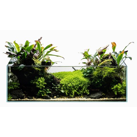 Tropica Aquarium Topfpflanze Anubias barteri var. angustifolia ...