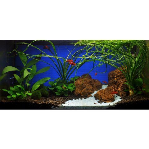 Tropica Aquarium Topfpflanze Anubias barteri var. angustifolia ...