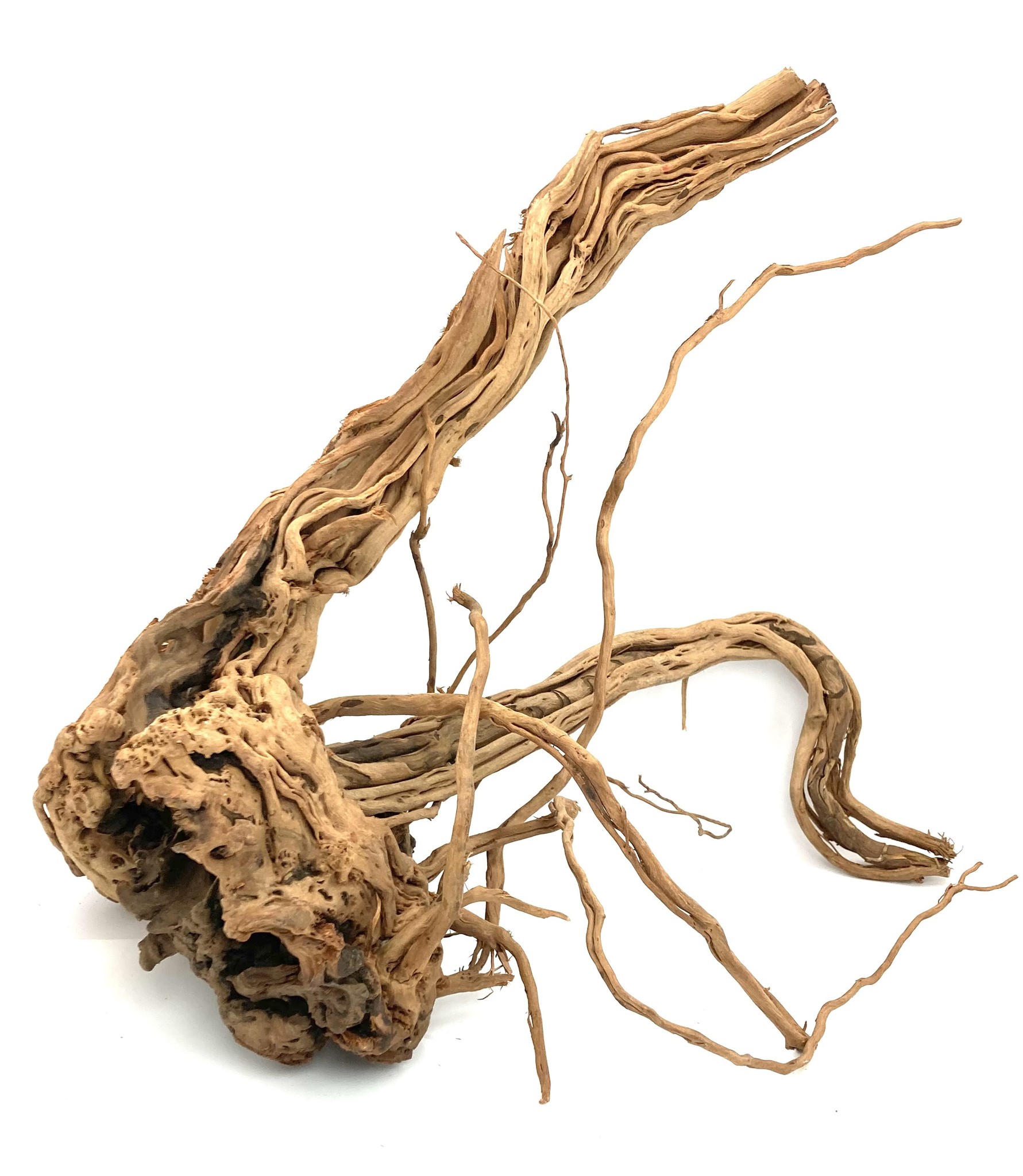 Curl Wood - wild verästeltes Holz | Garnelenmarkt.ch