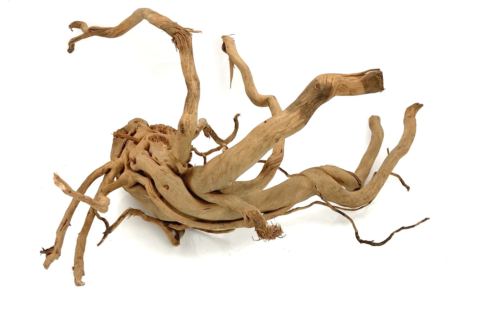 Curl Wood - wild verästeltes Holz | Garnelenmarkt.ch