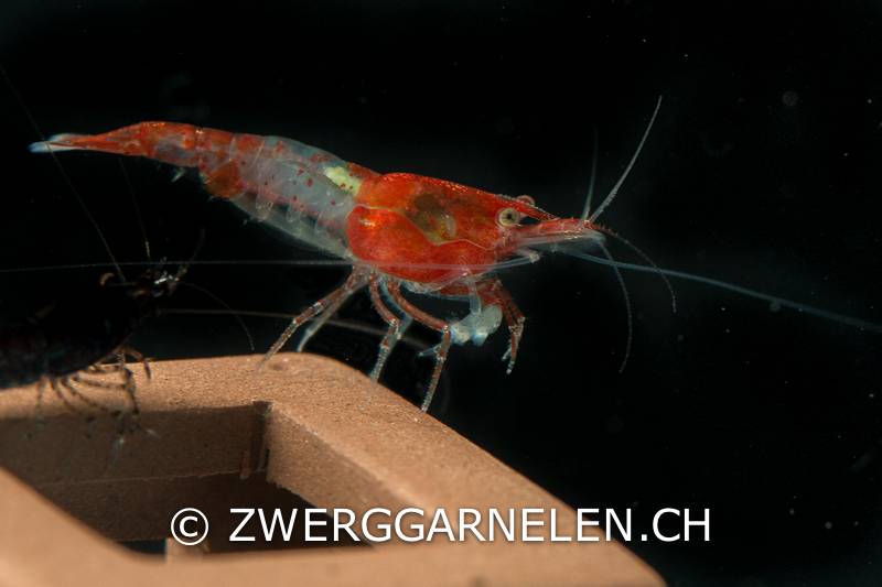 Red Rili - Neocaridina davidi heteropoda var. rili | Garnelenmarkt.ch