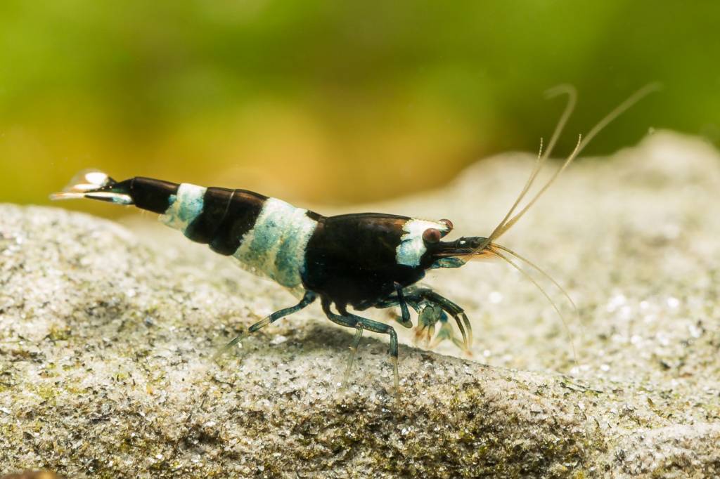 Blue Shadow Panda - Zwerggarnelen im Aquarium | Garnelenmarkt.ch