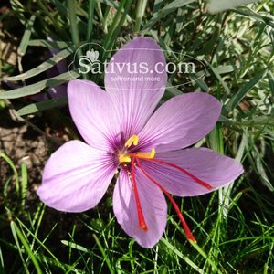 Crocus sativus - Biologische en gangbare saffraan bollen
