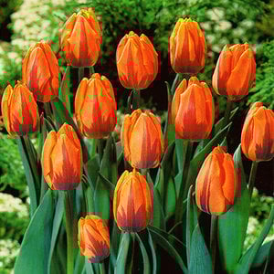 Krokus Sativus, duurzame en BIO saffraan bollen - SATIVUS.COM