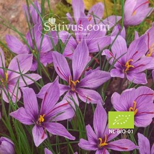 Bulbi di zafferano Crocus sativus biologici e tradizionali!