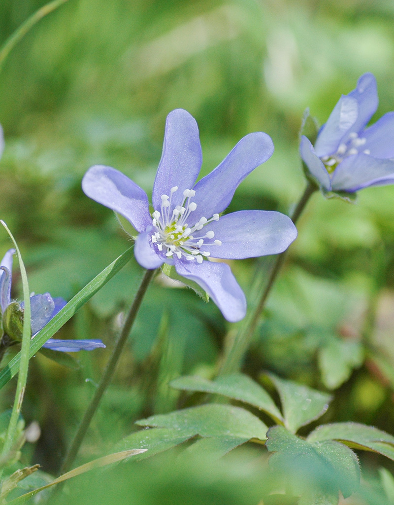 Hepatica nobilis (Leverbloempje) kopen - De Warande - Sterkebollen.nl