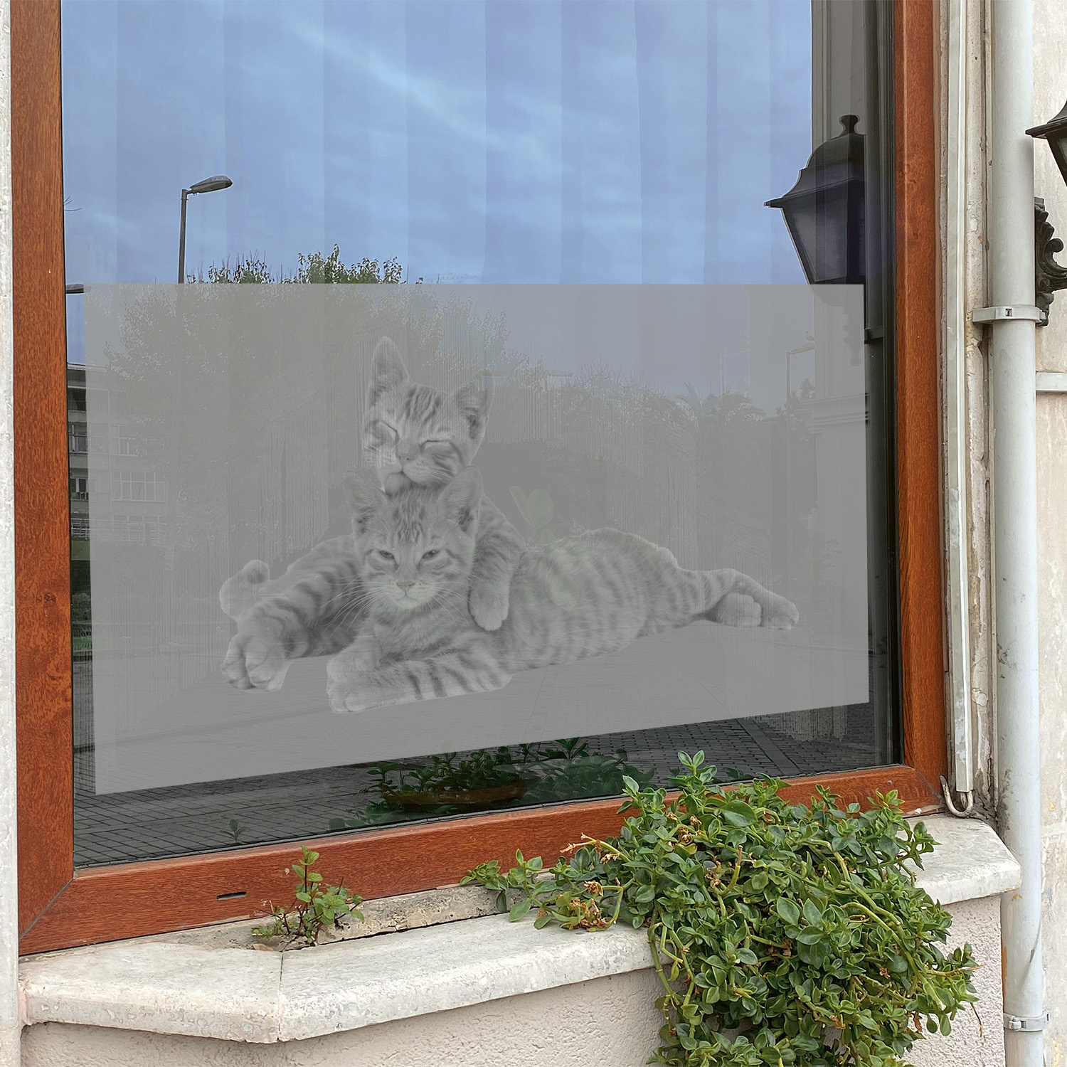 Raamfolie poesen - Muursticker4sale