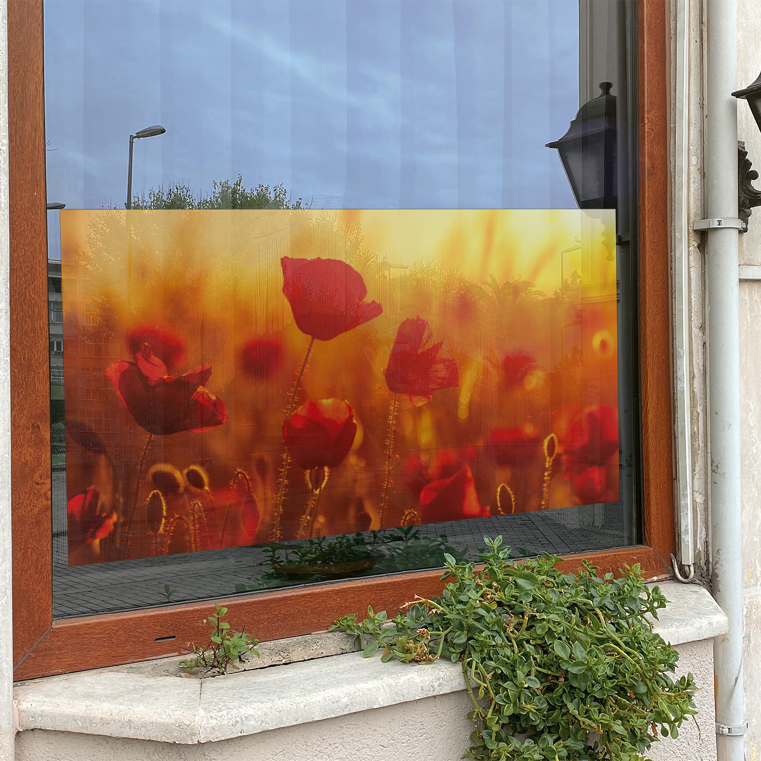 Raamfolie helderrode klaprozen in een veld bij zonsondergang ...