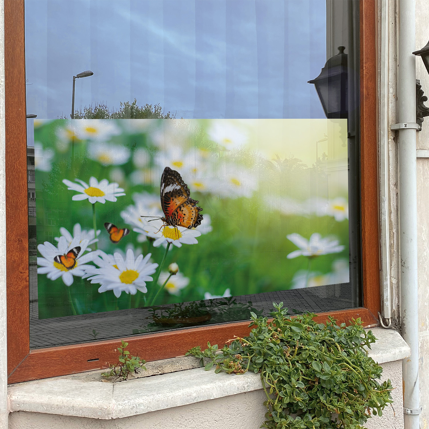 Raamfolie madelief met vlinders - Muursticker4sale