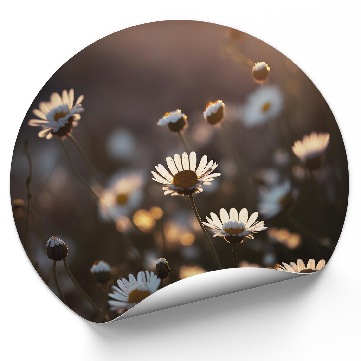 Muurcirkel Madeliefje in de natuur - Muursticker4sale