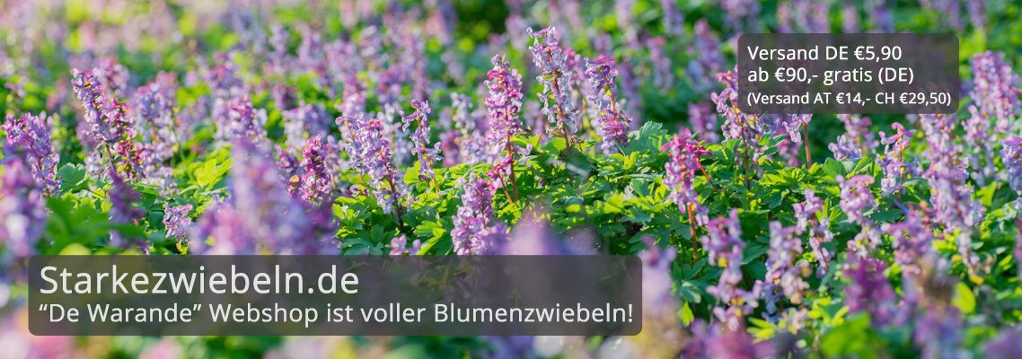 De Warande - Starkezwiebeln.de - De Warande - Starkezwiebeln.de