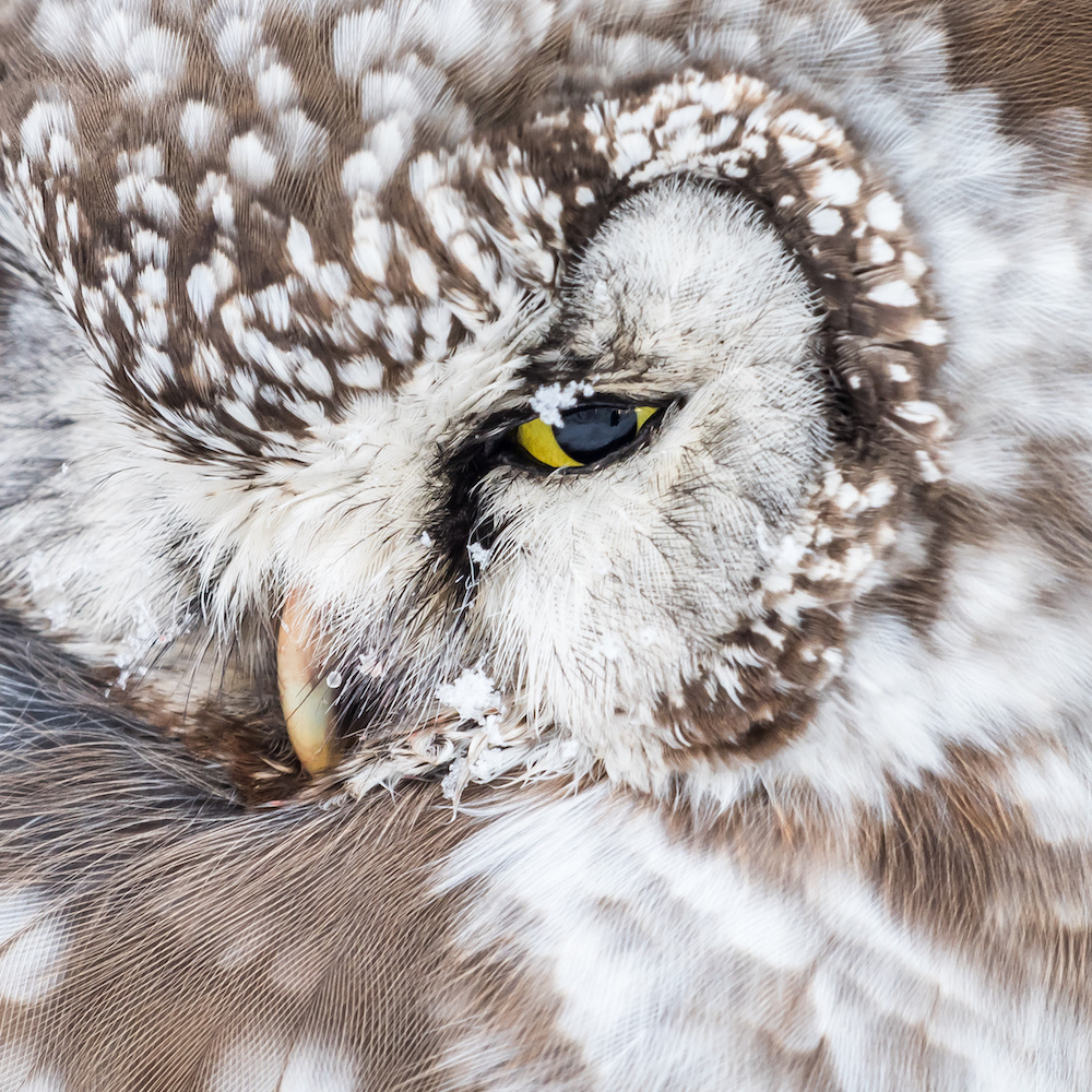 Schilderij - Sneeuw uil, wit/bruin/geel , 3 maten , Wanddecoratie - QM ...