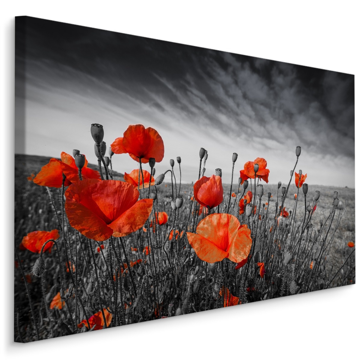 Schilderij - Rode Klaprozen, zwart-wit/rood, 4 maten, premium print ...