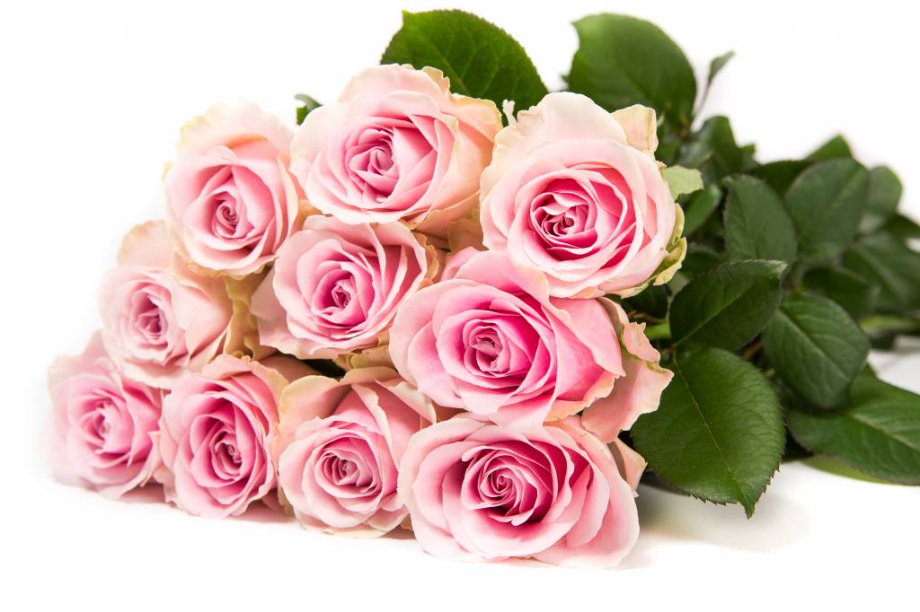 Bos Roze Rozen kopen? Diverse roze rozen in bos - ROZEN.NL