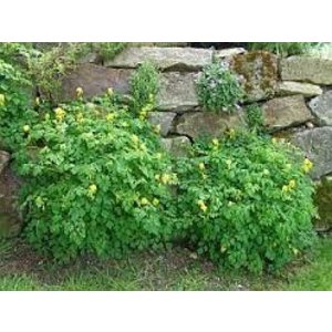Corydalis lutea (Gele Helmbloem) - Postplanten