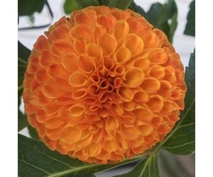 Snijdahlia Bantling is met haar oranje bloemen het zonnetje in huis ...
