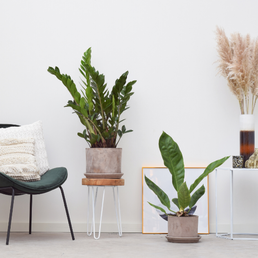 Medium house plants