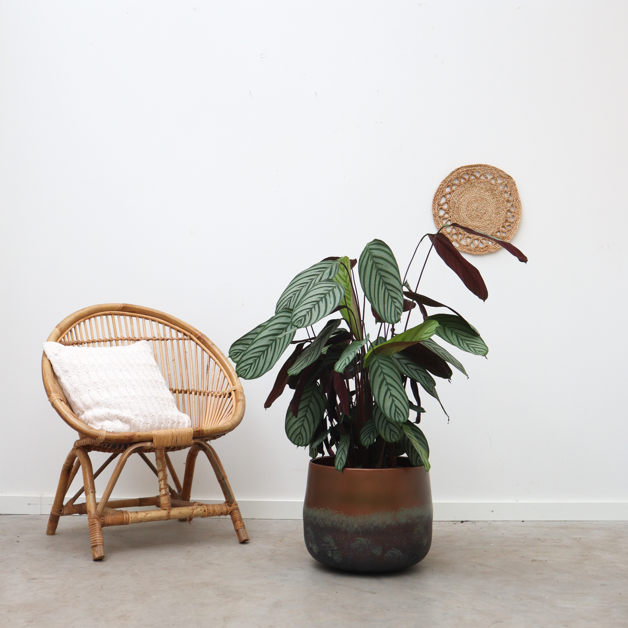 Calathea Setosa Compact Star