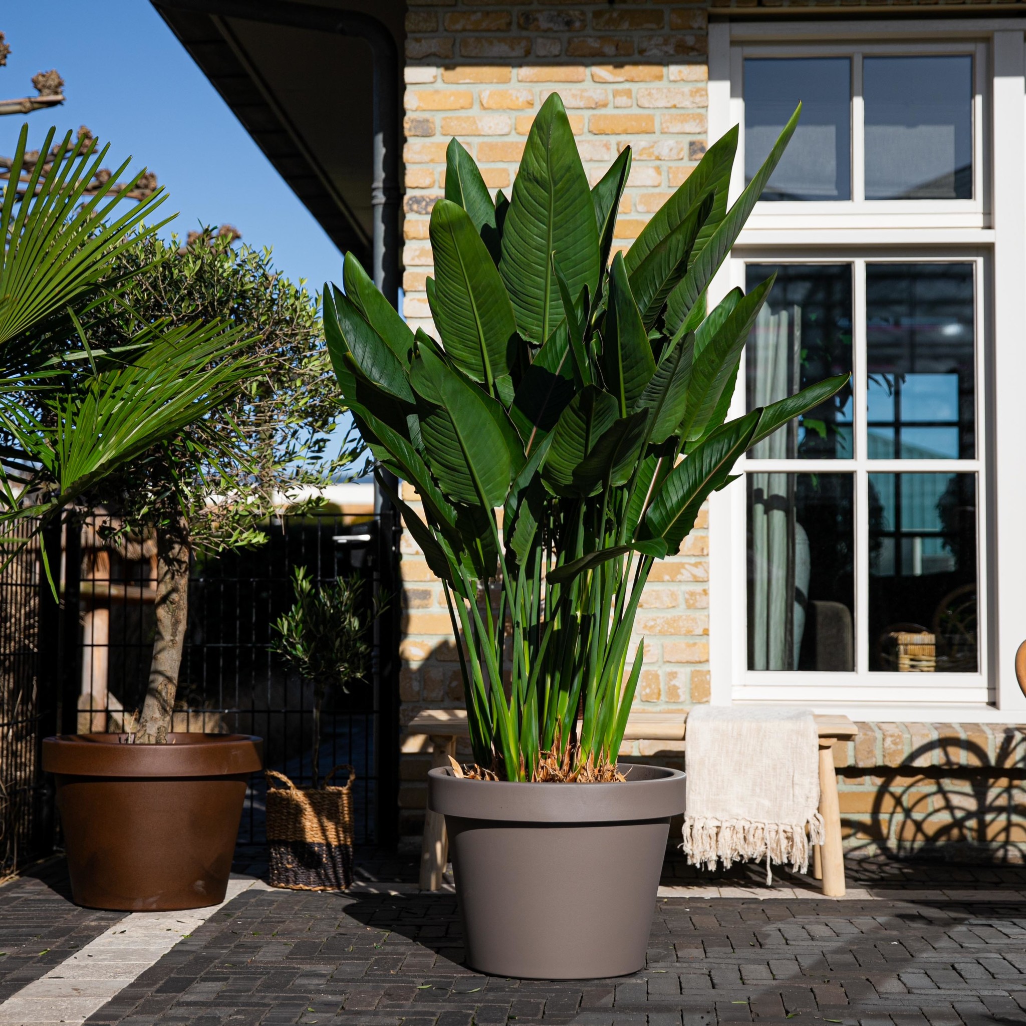 Strelitzia Reginae XL - 160cm