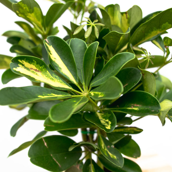 Schefflera Gold Capella on stem - 50cm - Green Bubble